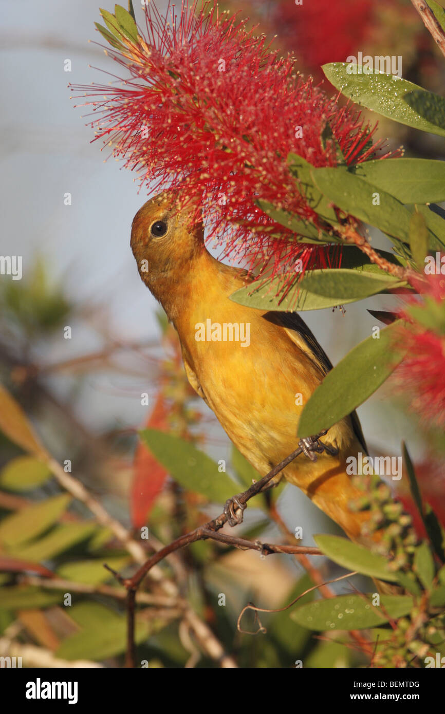 Female summer tanager hi-res stock photography and images - Alamy