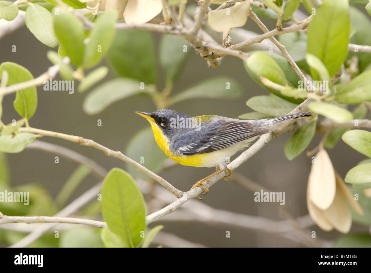 Tropical parula hi-res stock photography and images - Alamy