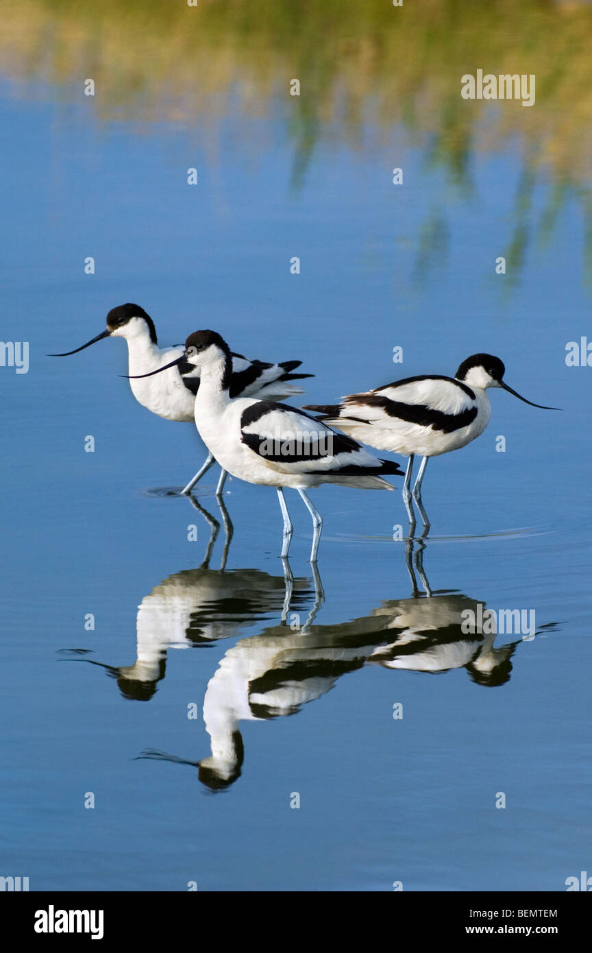 Pied avocets foraging (Recurvirostra avosetta) in shallow water near ...