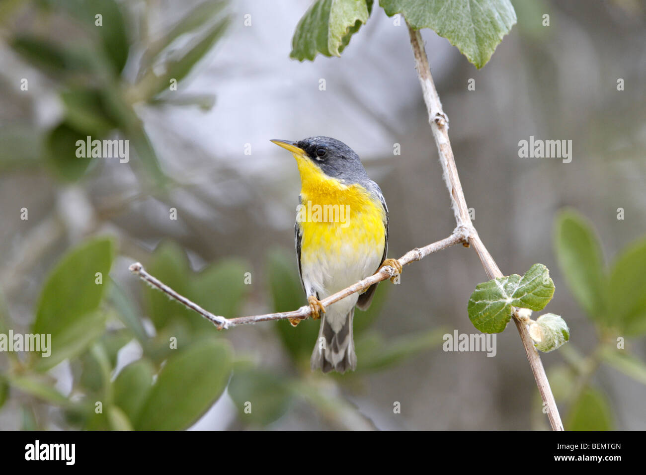 Tropical parula hi-res stock photography and images - Alamy