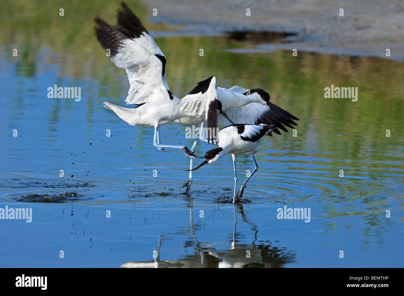 Three Pied Avocets fighting (Recurvirostra avosetta) in shallow water ...