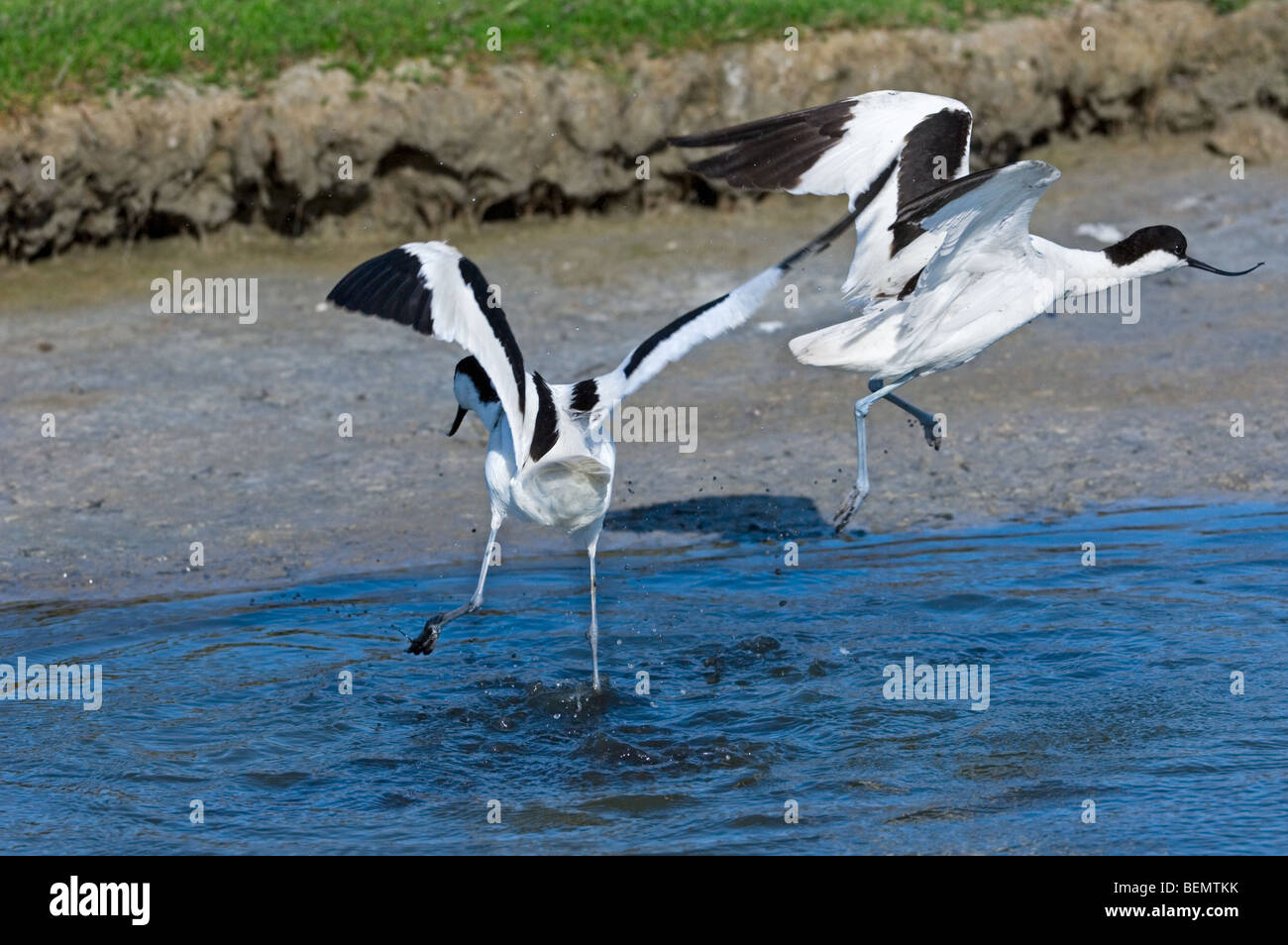Two Pied Avocets fighting (Recurvirostra avosetta) in shallow water ...