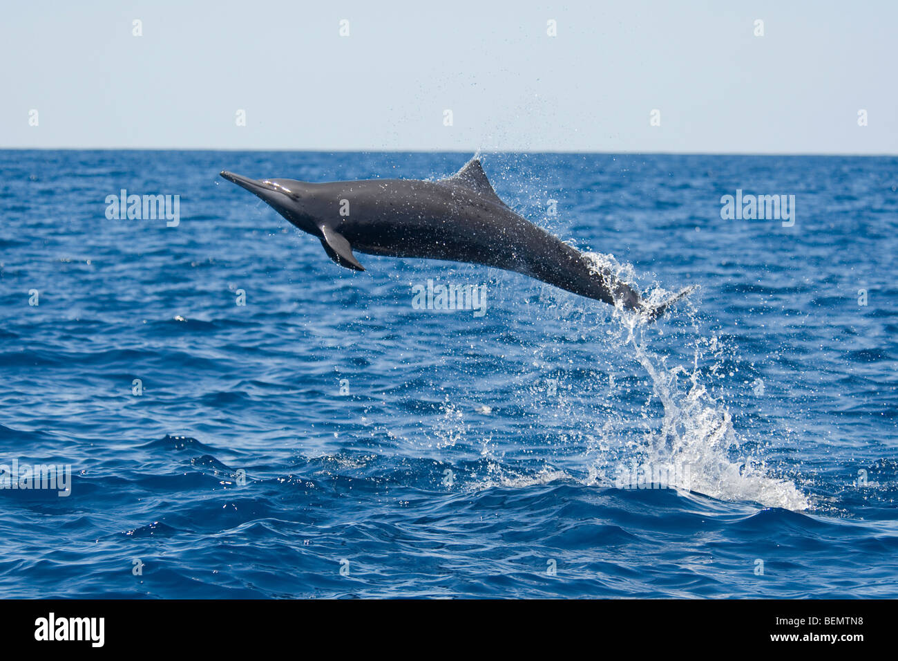 Spinner dolphin jumping hi-res stock photography and images - Alamy