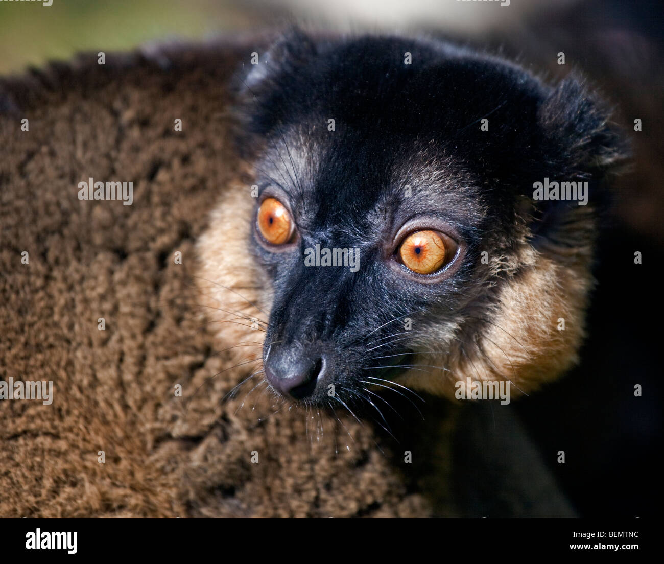 Collared lemurs hi-res stock photography and images - Alamy
