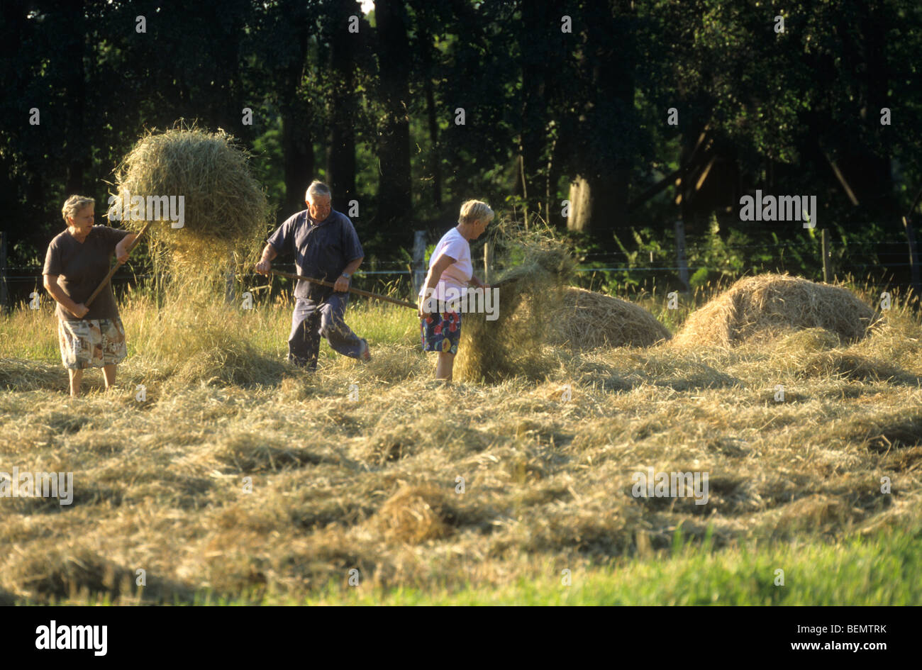 Turning hay in hayfield, Oostkamp, Belgium Stock Photo - Alamy