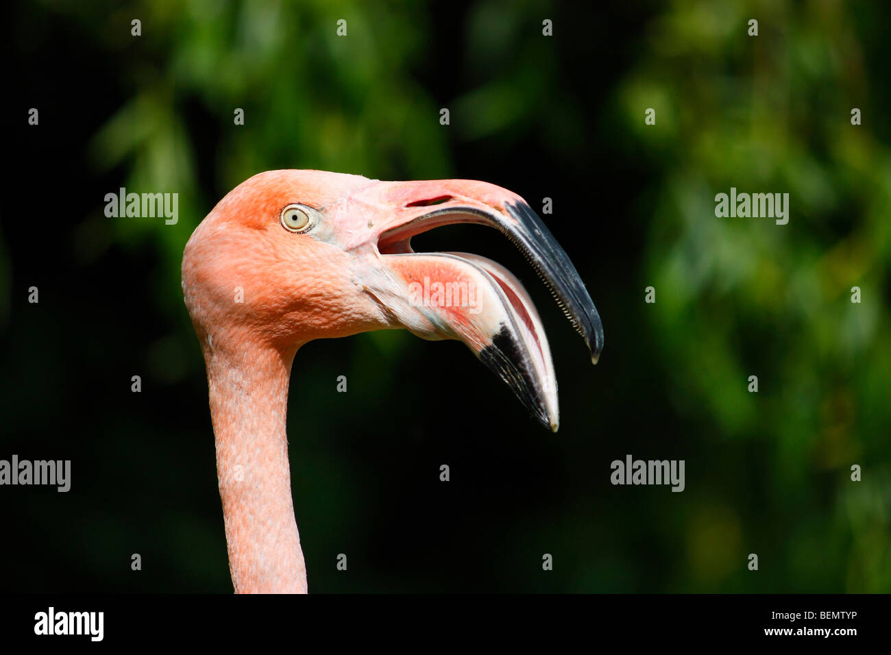 Portrait of a laughing flamingo Stock Photo - Alamy