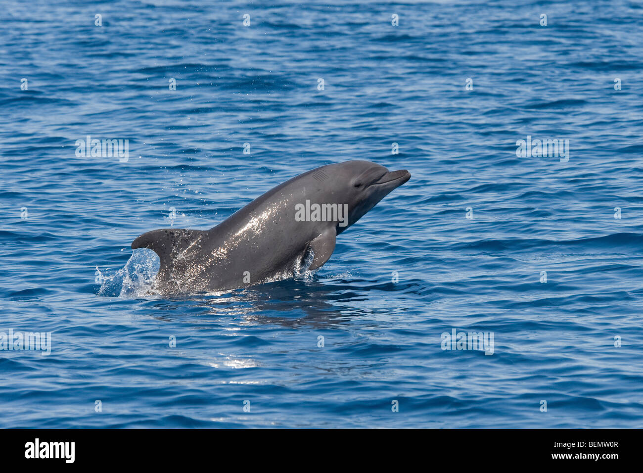 Common Bottlenose Dolphin, Tursiops truncatus. Costa Rica, Pacific ...