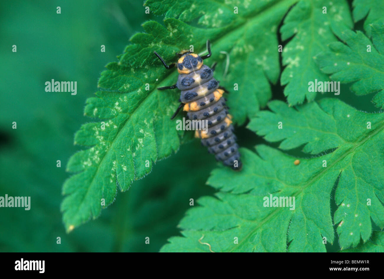 Grub of ladybird (Coccinellidae) on sweet cicely (Myrrhis odorata ...