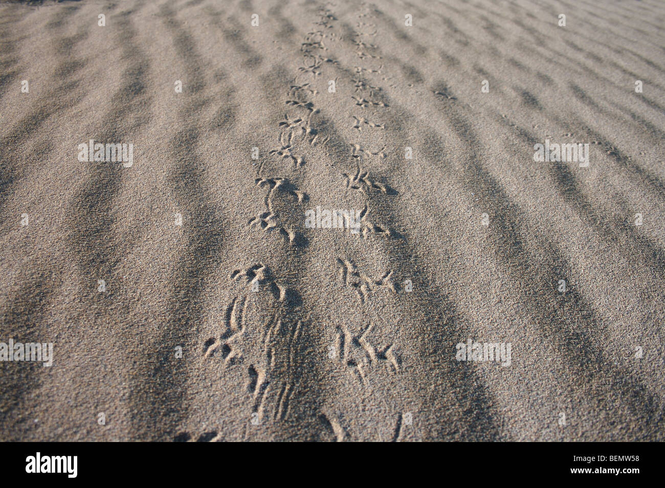 Sand lizard track hi-res stock photography and images - Alamy