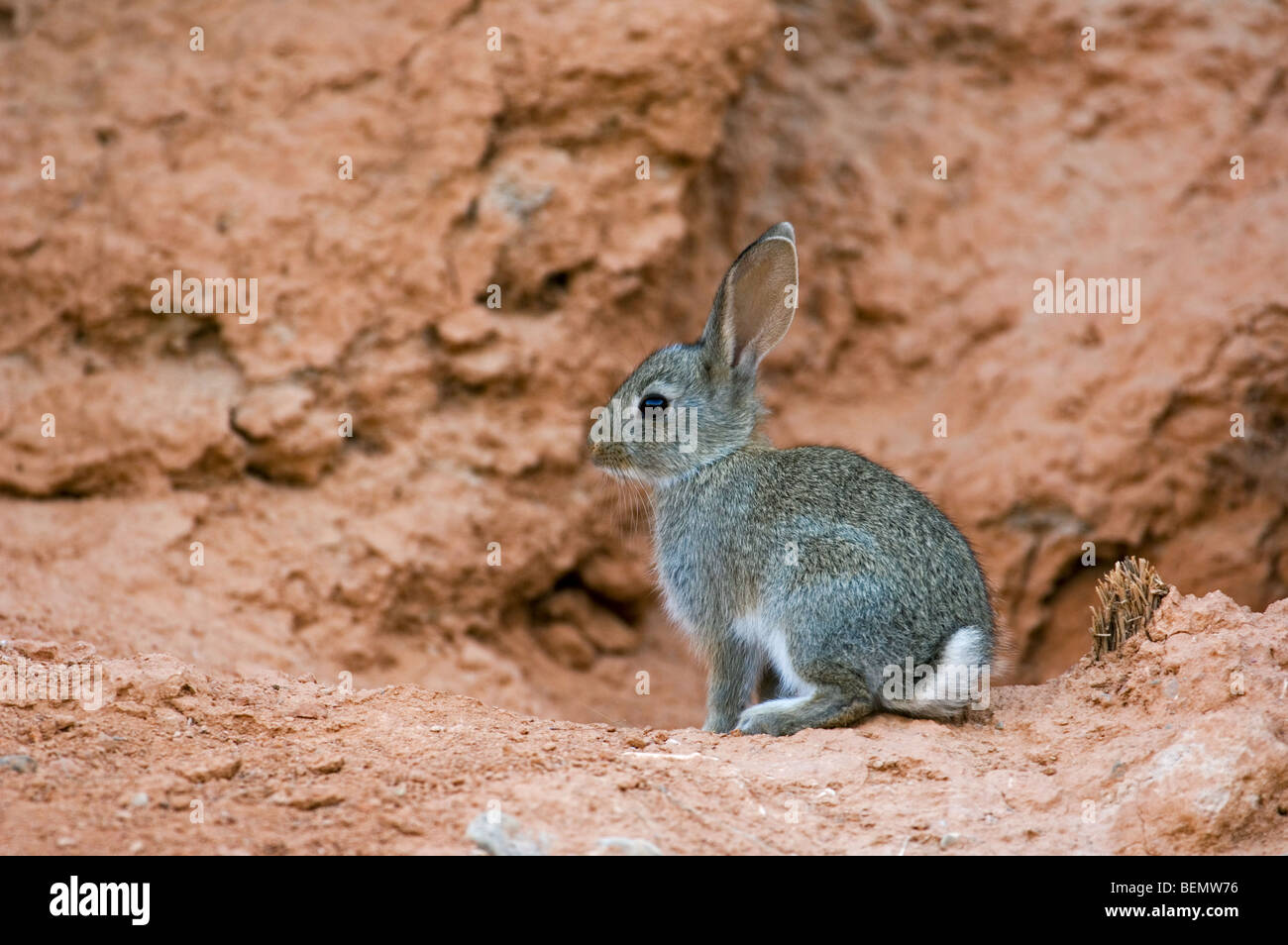 Rabbit (Oryctolagus cuniculus) among rocks, Bardenas Reales, Spain ...