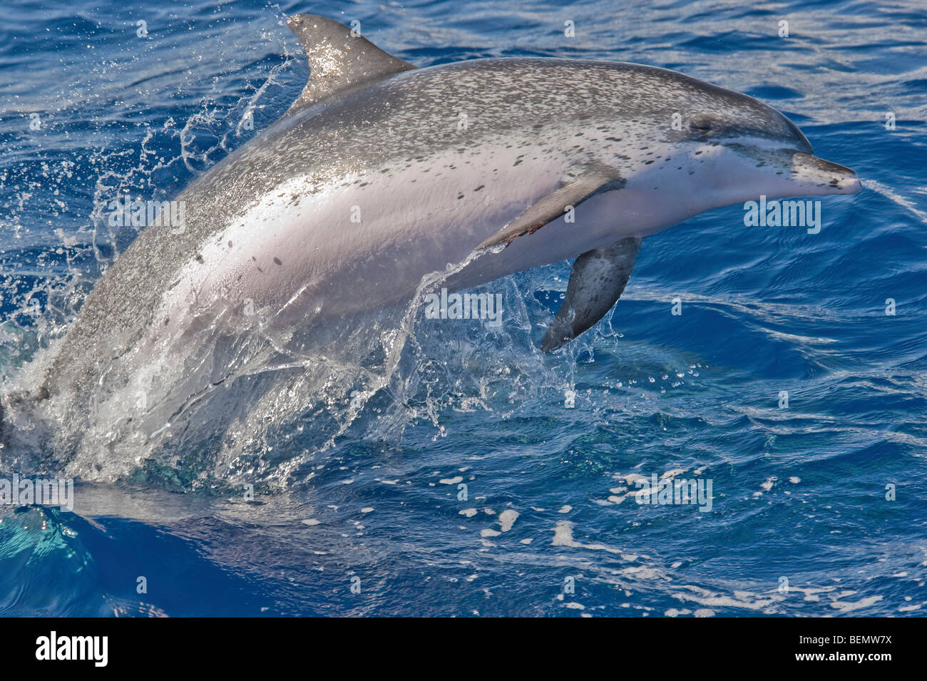 Atlantic Spotted Dolphins, Stenella frontalis, porpoising. Azores ...