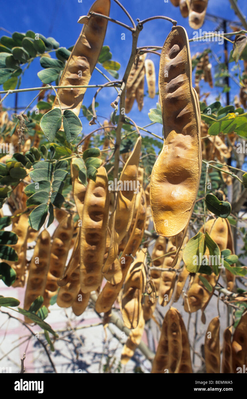 Seed pods on tree Stock Photo - Alamy