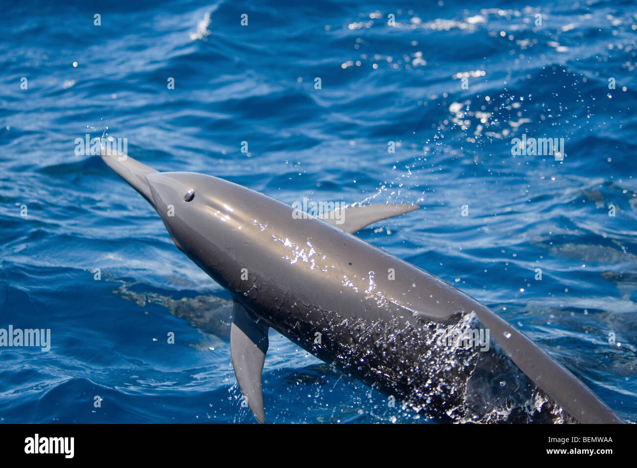 Stenella longirostris centroamericana hi-res stock photography and ...