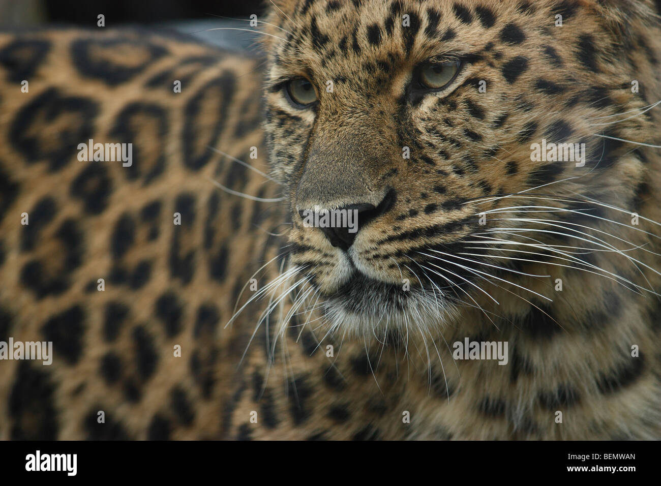 Portrait of a rare amur leopard Stock Photo - Alamy