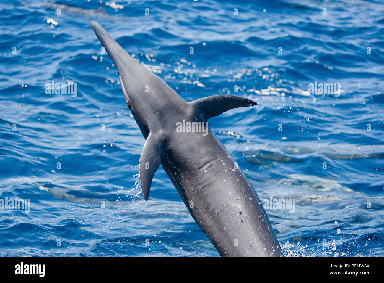 Central American Spinner Dolphin, Stenella longirostris centroamericana ...