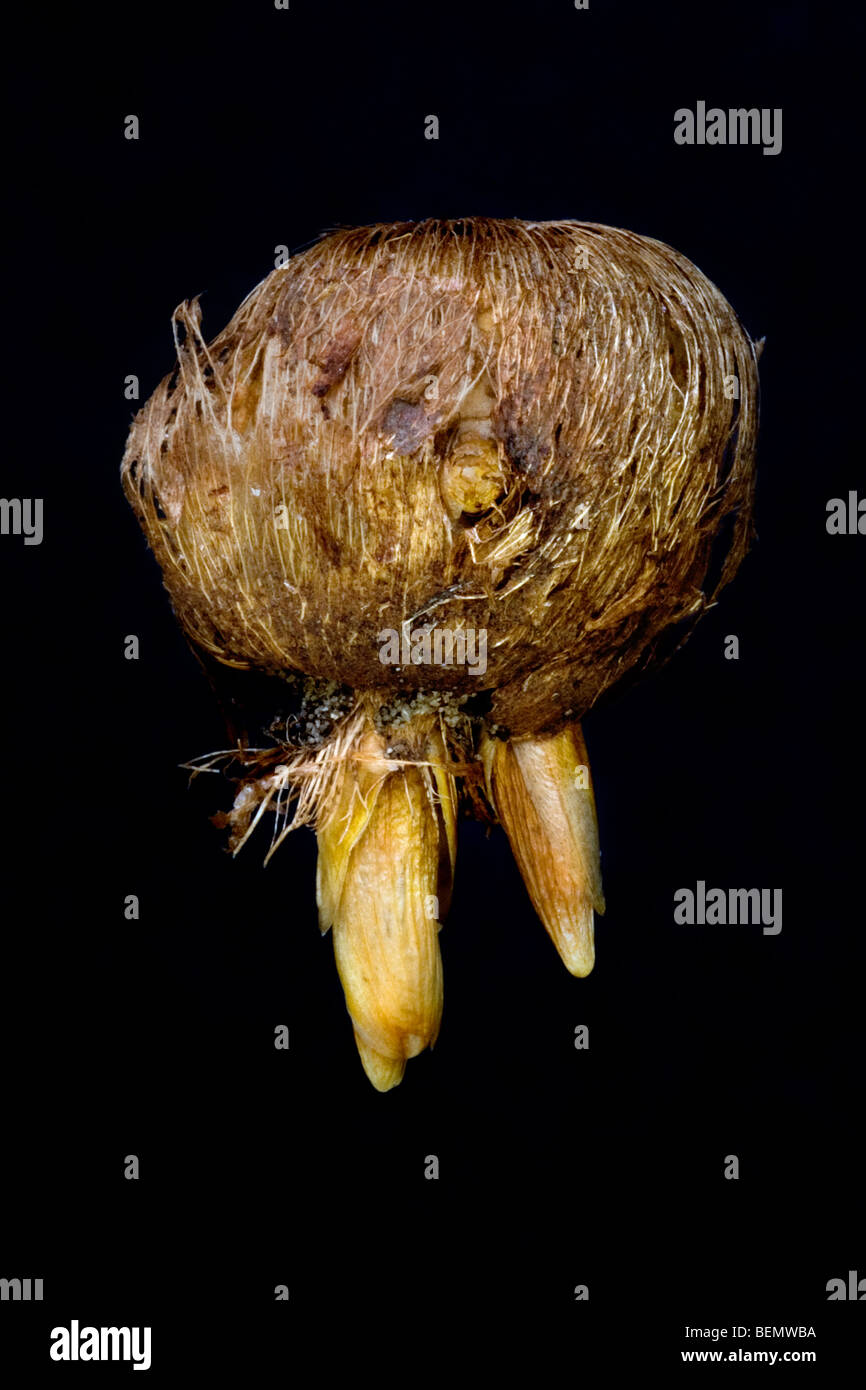 Crocus bulb hi-res stock photography and images - Alamy