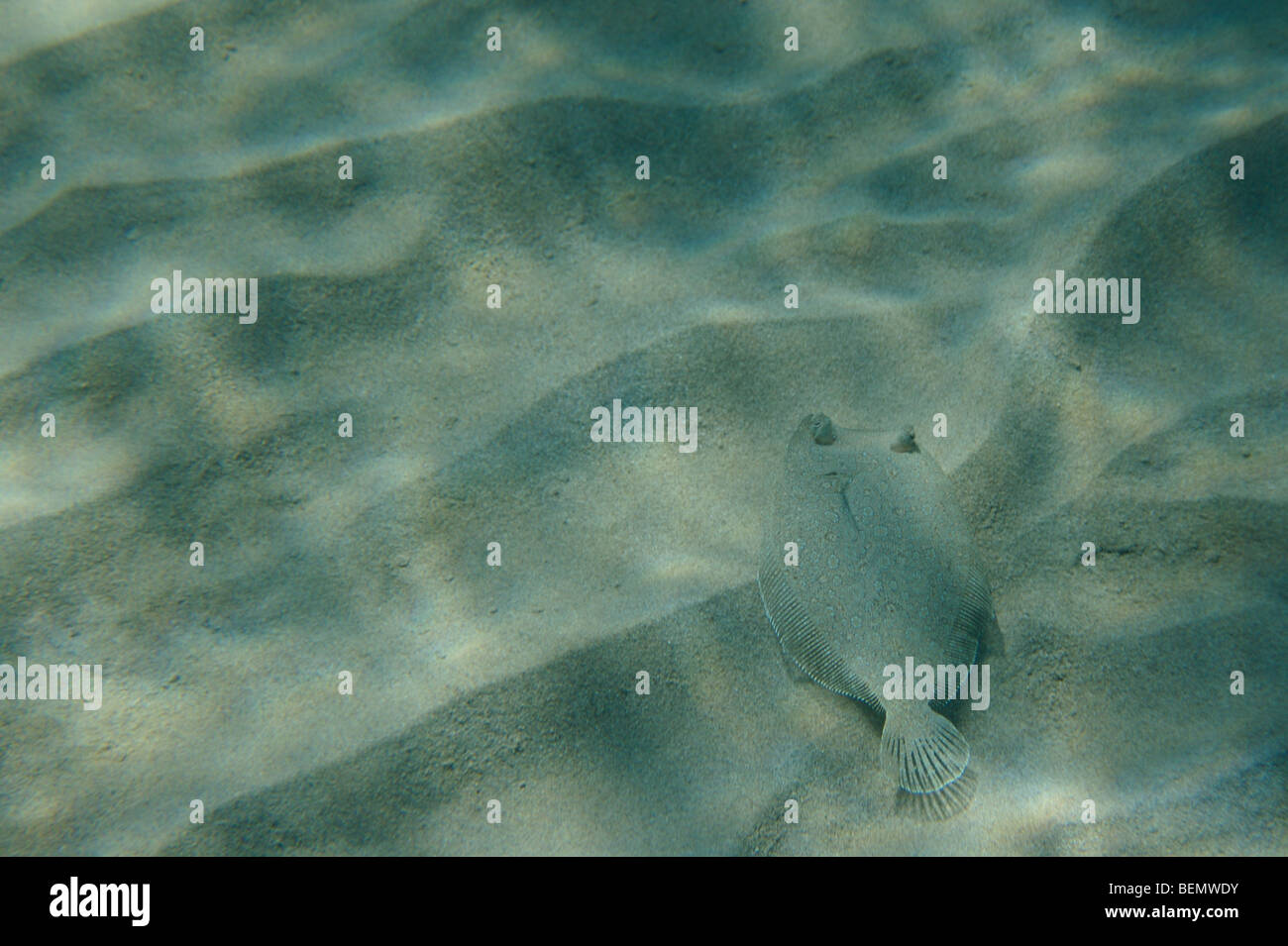 Flounder at the bottom of the sea Stock Photo - Alamy
