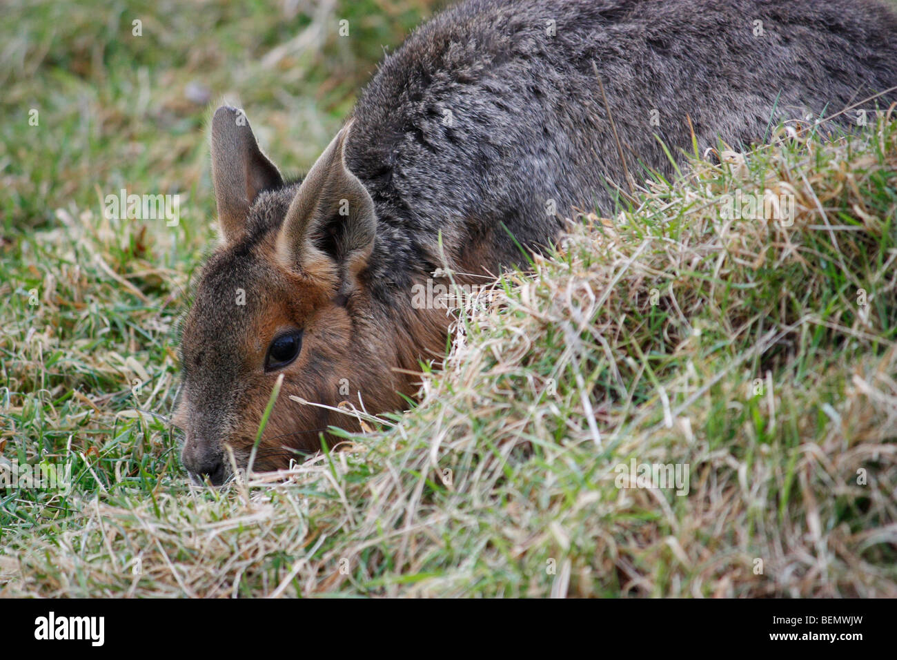 Hare hiding in grass Stock Photo - Alamy