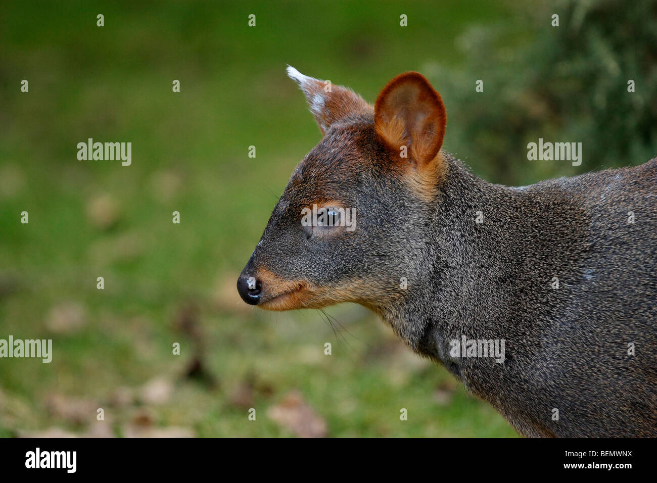 Pudu deer hi-res stock photography and images - Alamy