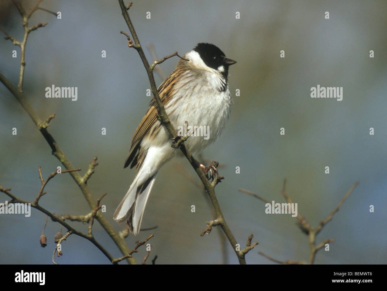 Male common reed bunting (Emberiza schoeniclus) perched in shrub Stock ...