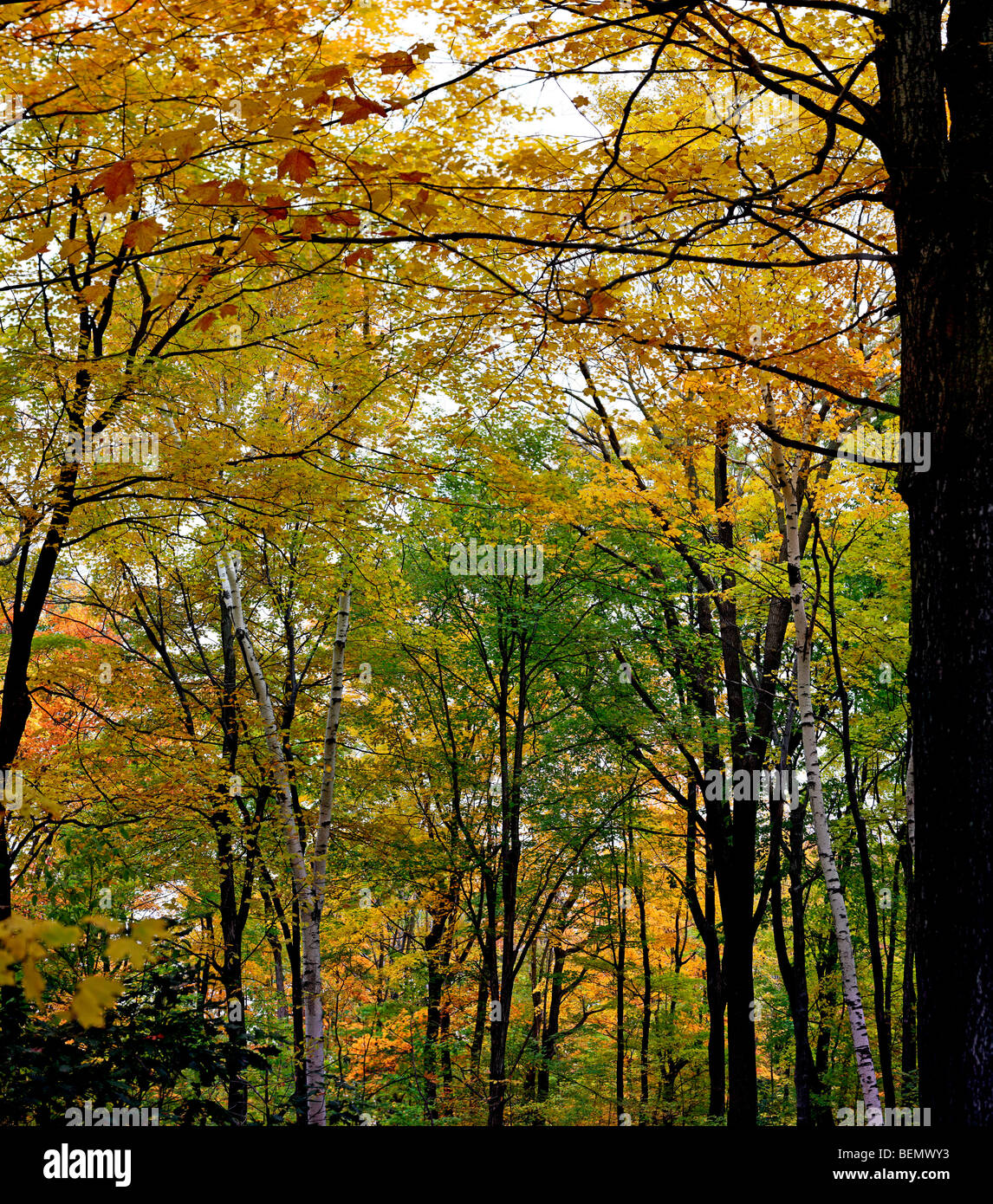 Looking up at trees in fall color hi-res stock photography and images ...