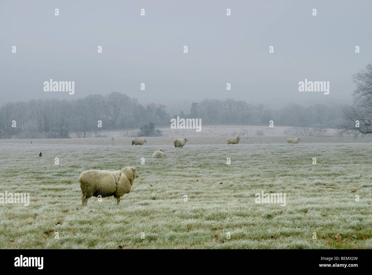 Hampshire sheep hi-res stock photography and images - Alamy