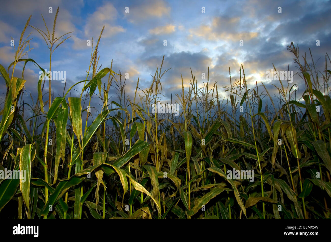 Scary corn field hi-res stock photography and images - Alamy