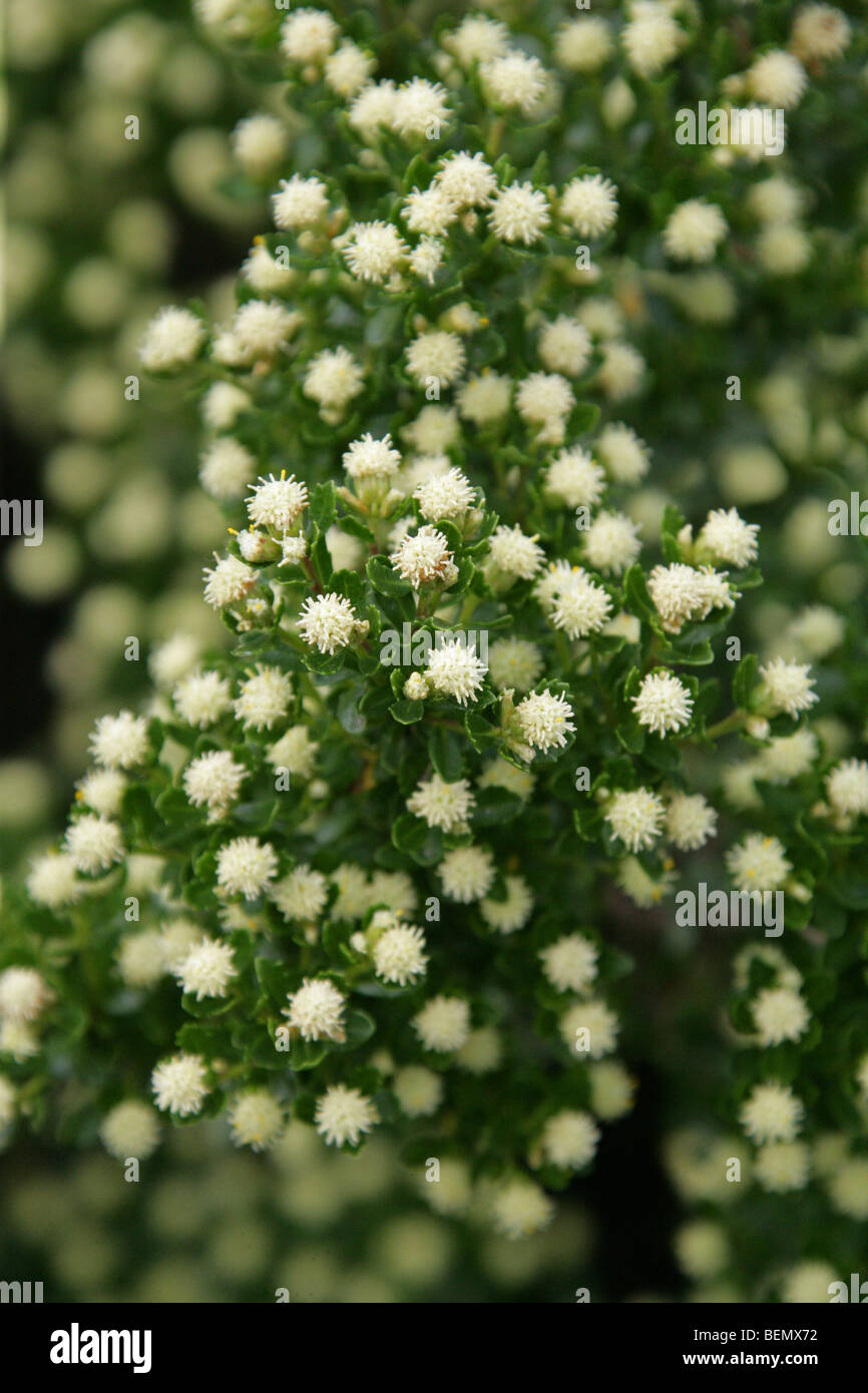Patagonian Groundsel Tree, Baccharis patagonica, Asteraceae (Compositae ...