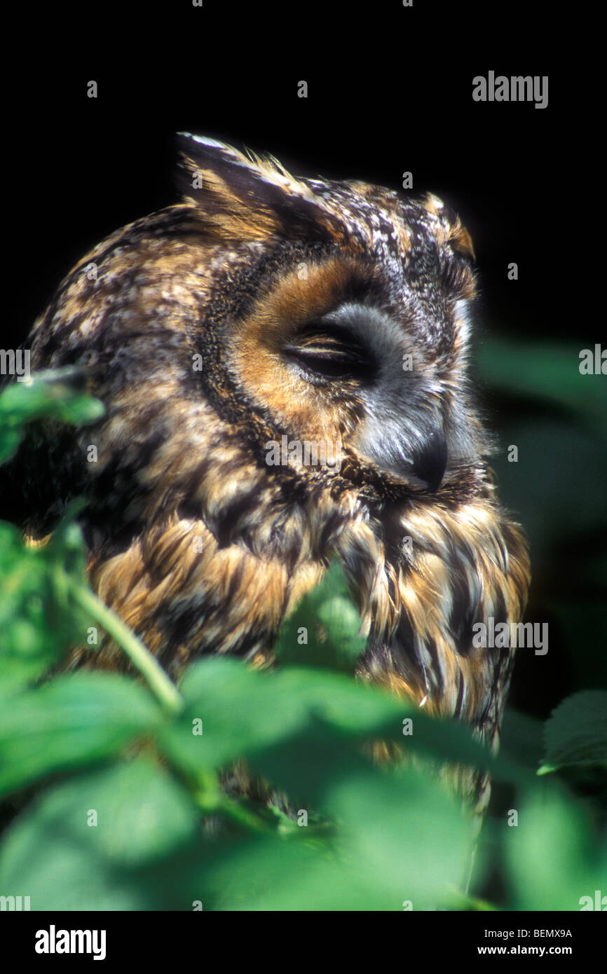 Long-eared owl (Asio otus) close up Stock Photo - Alamy