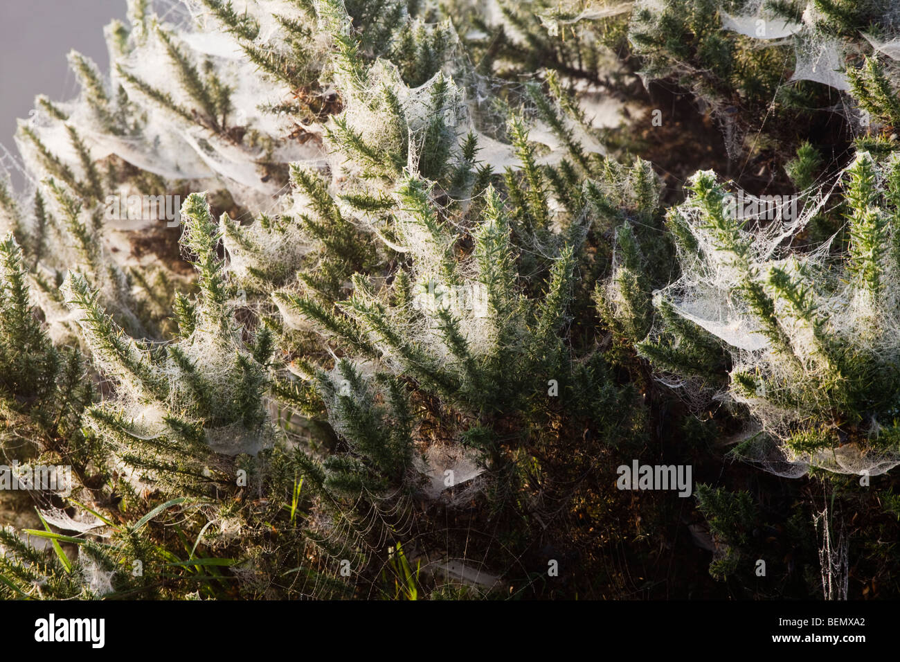 Fir bush covered in a large number of spiders web Stock Photo - Alamy