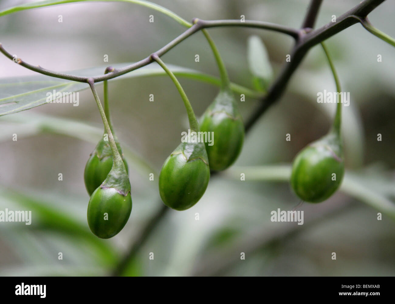 New zealand fruit trees hi-res stock photography and images - Alamy