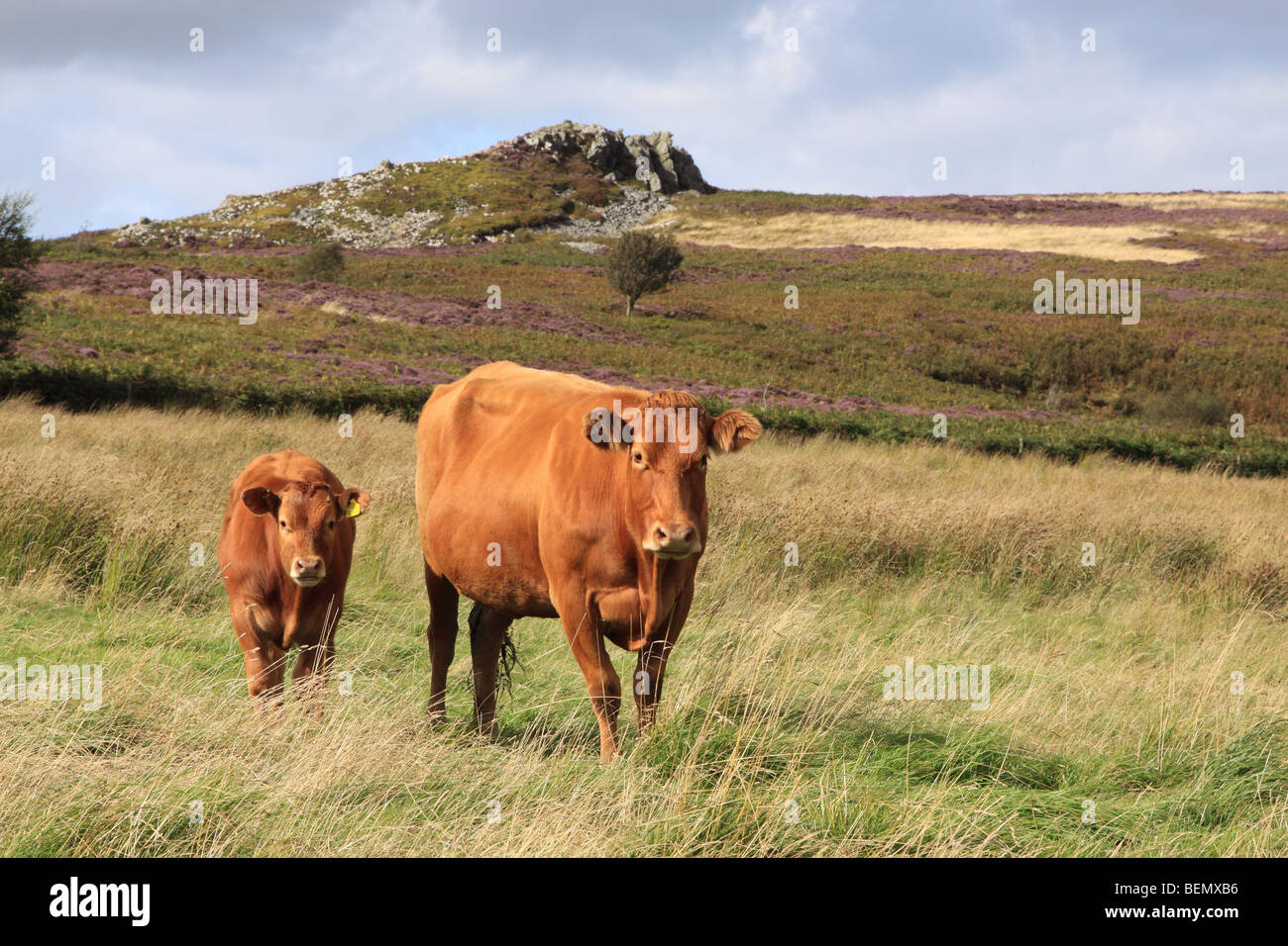 British limousin cattle hi-res stock photography and images - Alamy