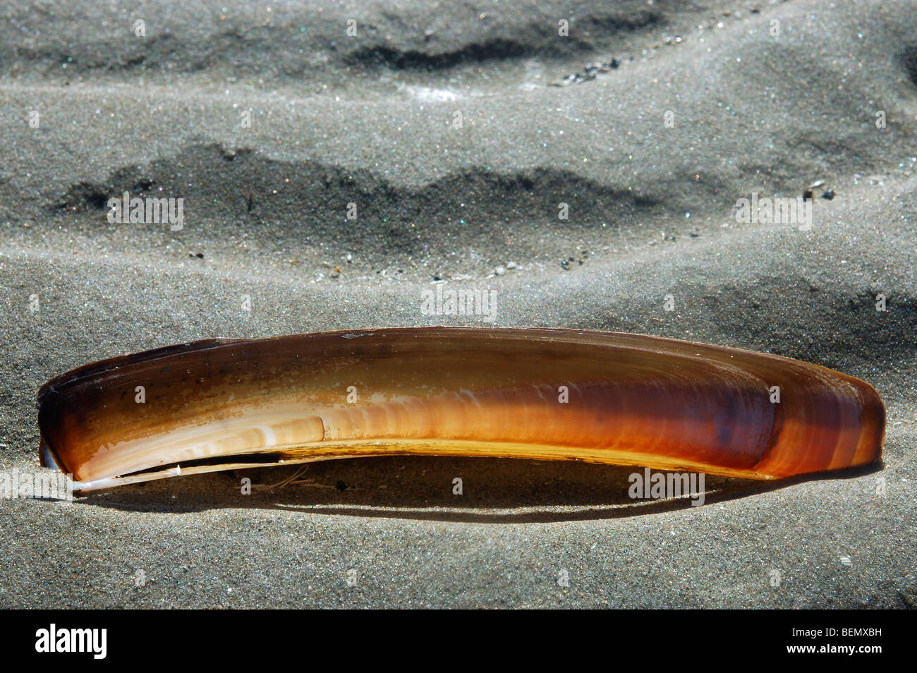 Razor clam (Solenidae) washed ashore, North Sea, Belgium Stock Photo ...