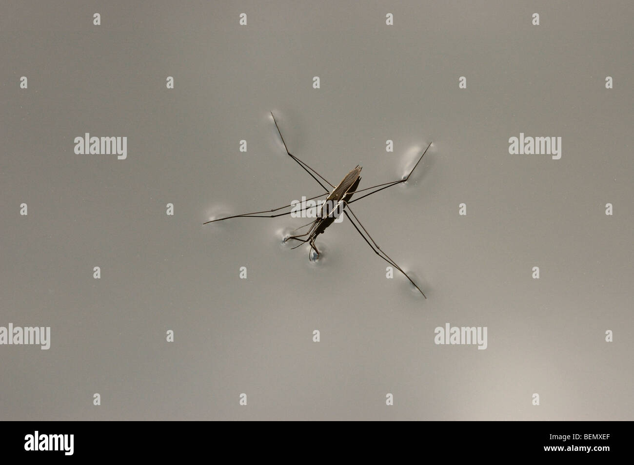 Water strider / water skimmer (Gerridae) on water surface of pond Stock ...