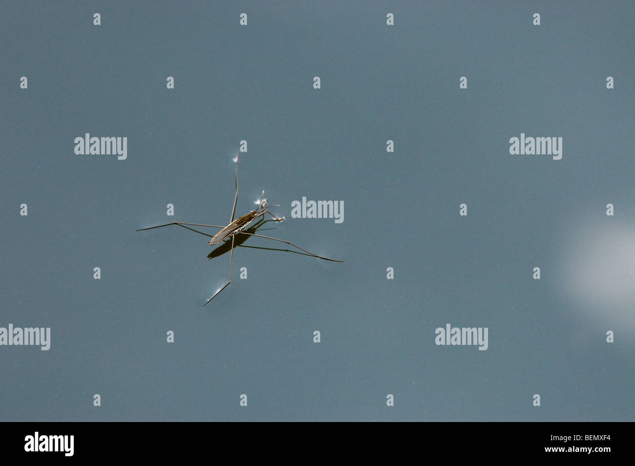 Water strider / water skimmer (Gerridae) on water surface of pond Stock ...