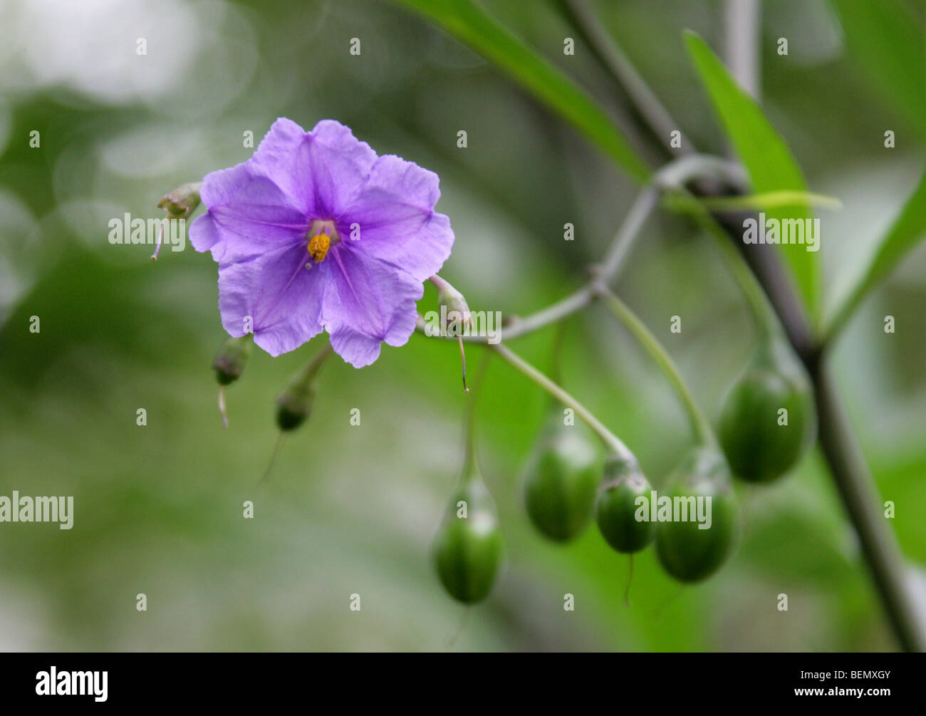 Flower and Poisonous Fruit of the Kangaroo Apple, Poroporo or ...
