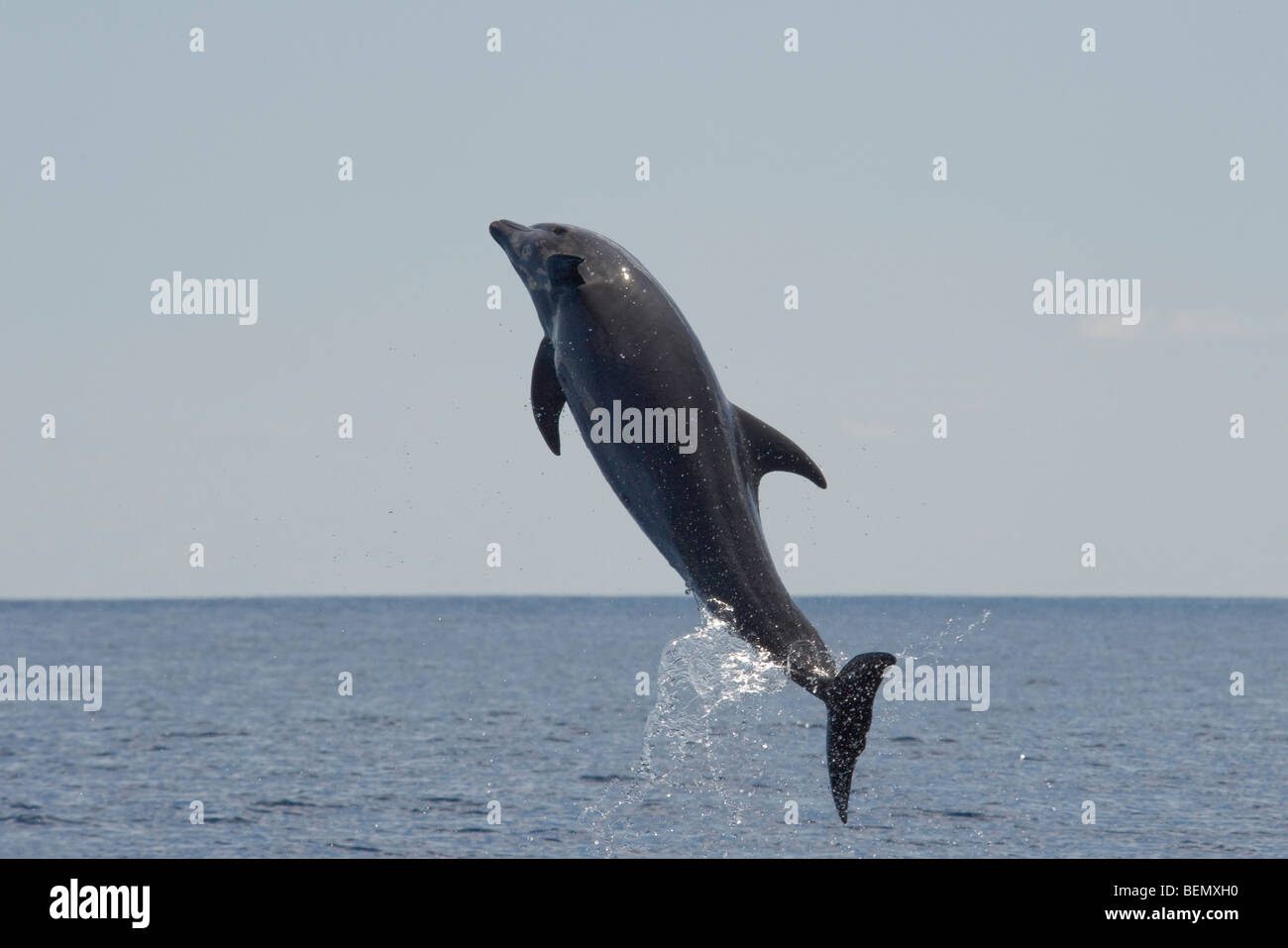 Common Bottlenose Dolphin, Tursiops truncatus. Costa Rica, Pacific ...