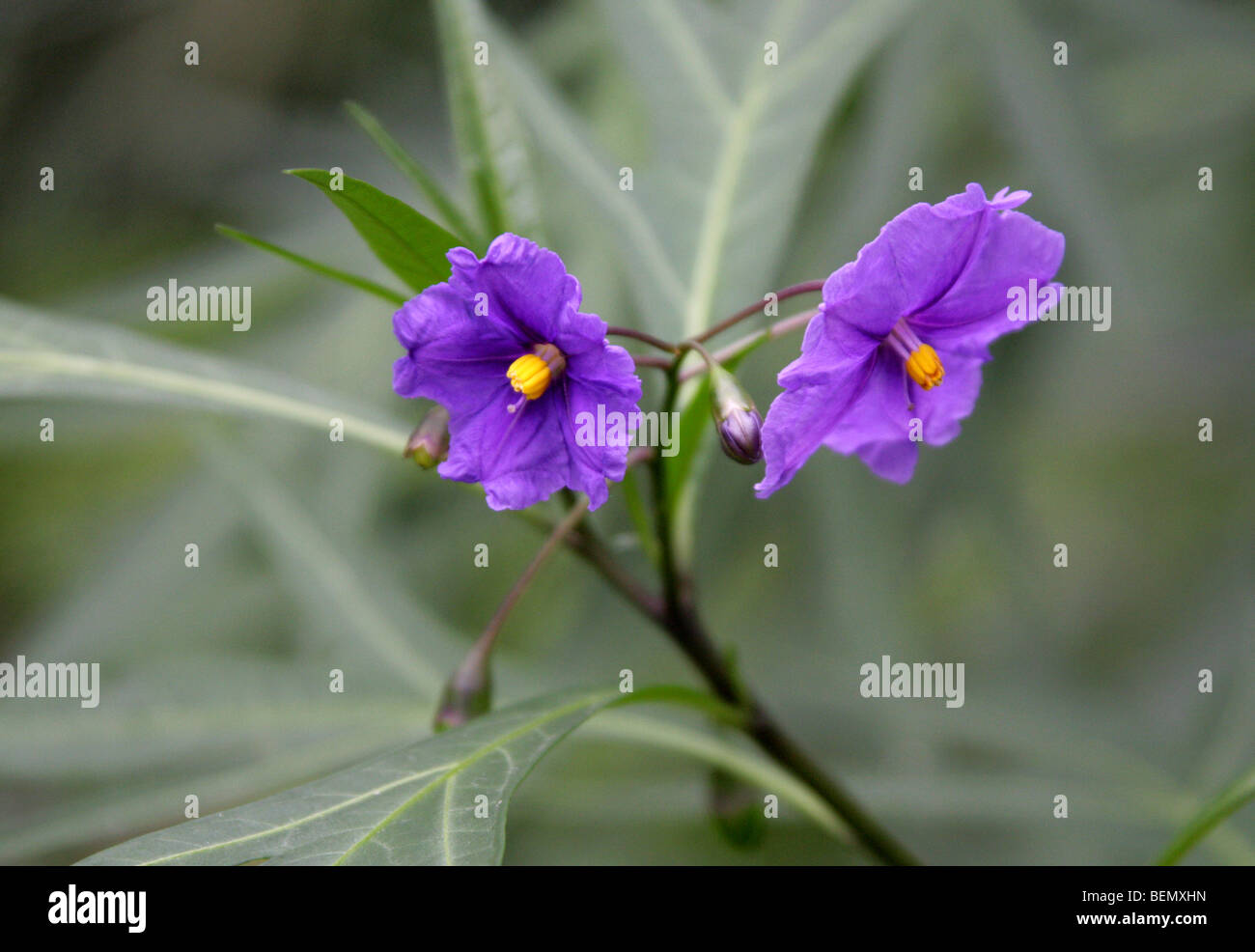 Flower of the Kangaroo Apple, Poroporo or Bullibulli, Solanum ...