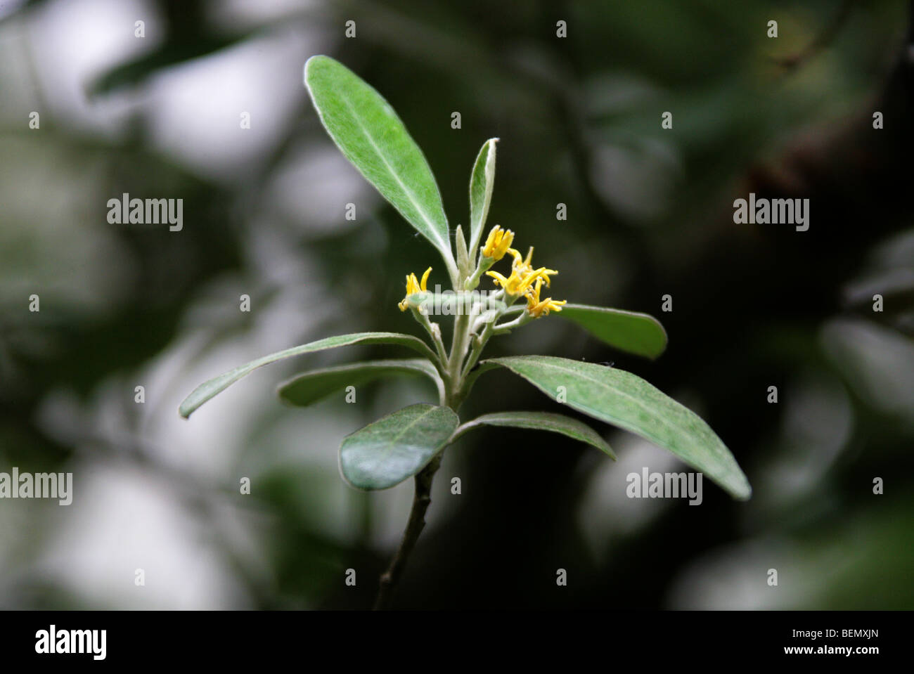 Corokia macrocarpa hi-res stock photography and images - Alamy