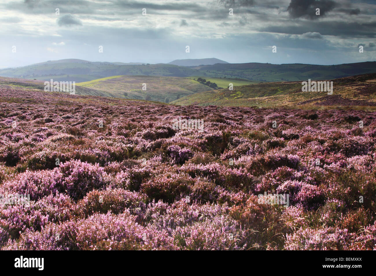 Heather shropshire landscape hi-res stock photography and images - Alamy