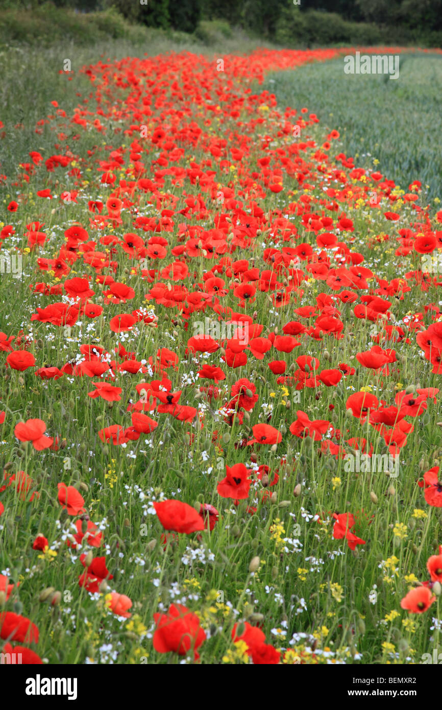 English fields of poppies hi-res stock photography and images - Alamy
