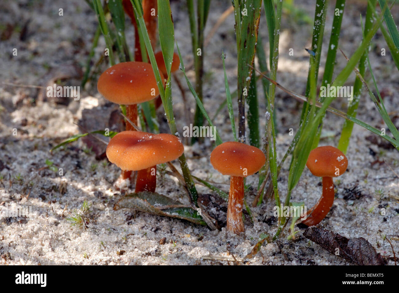 The deceiver / waxy laccaria fungus (Laccaria laccata) under purple ...