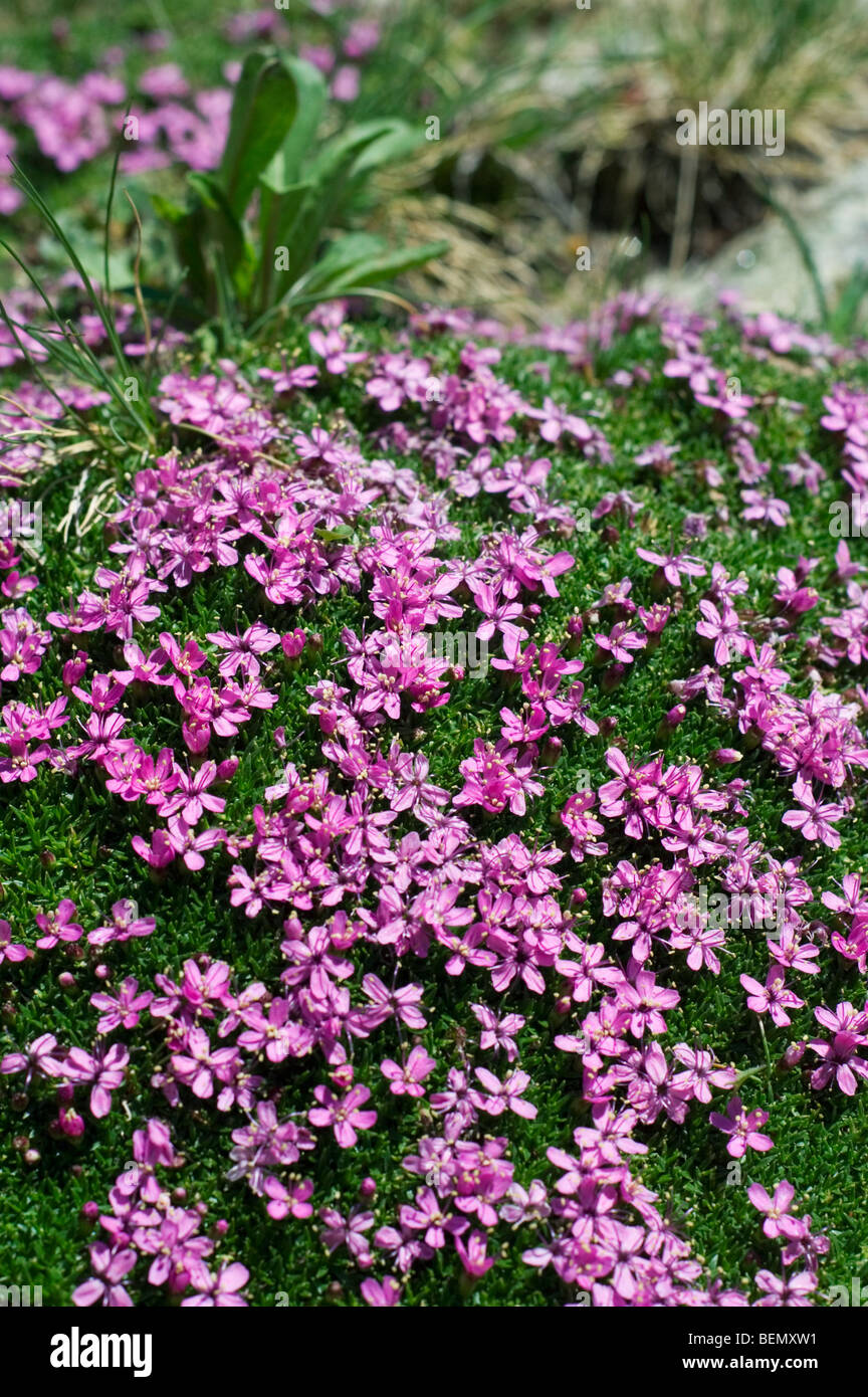 Moss campion in flower (Silene acaulis), Alps, France Stock Photo - Alamy