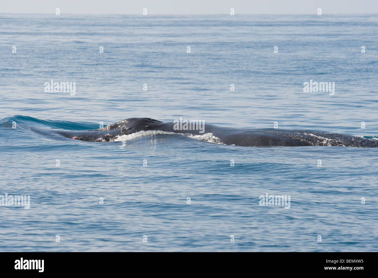 Male Humpback Whale, Megaptera novaeangliae, the tubercles on its head ...