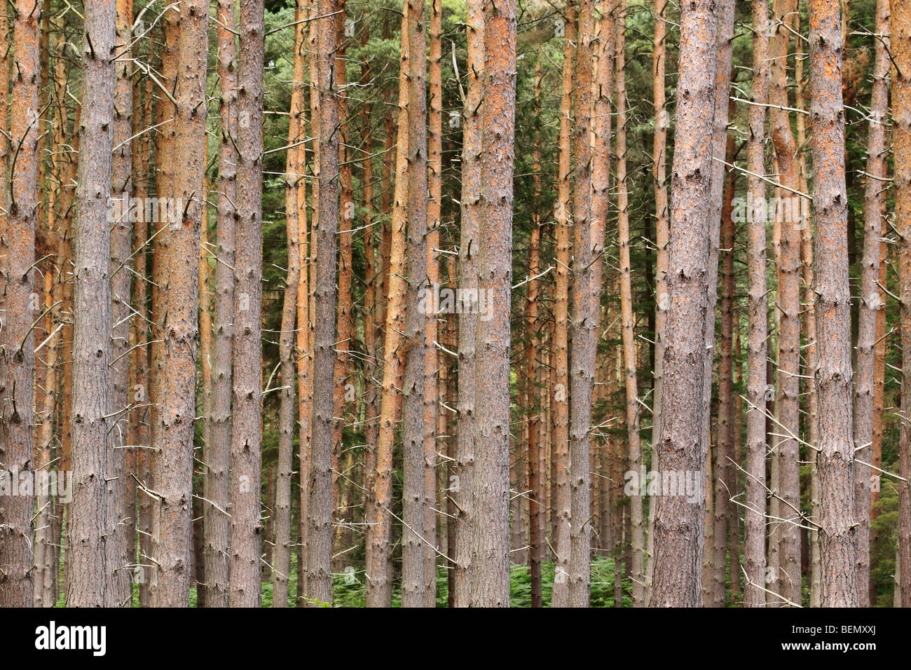 Coniferous forest plantation, England UK Stock Photo - Alamy