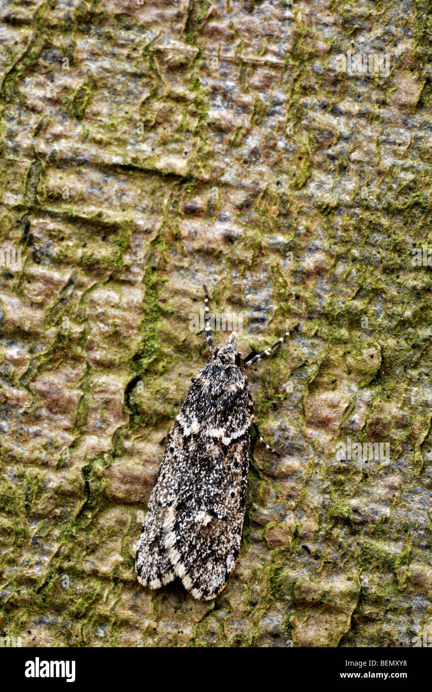 Peppered moth camouflage hi-res stock photography and images - Alamy