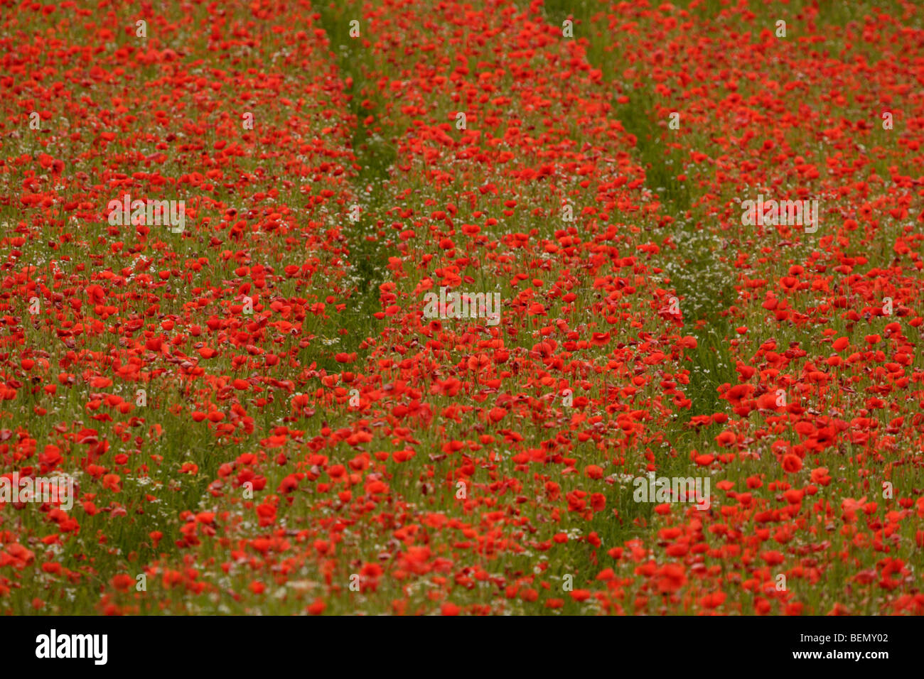 Poppy fields uk hi-res stock photography and images - Alamy