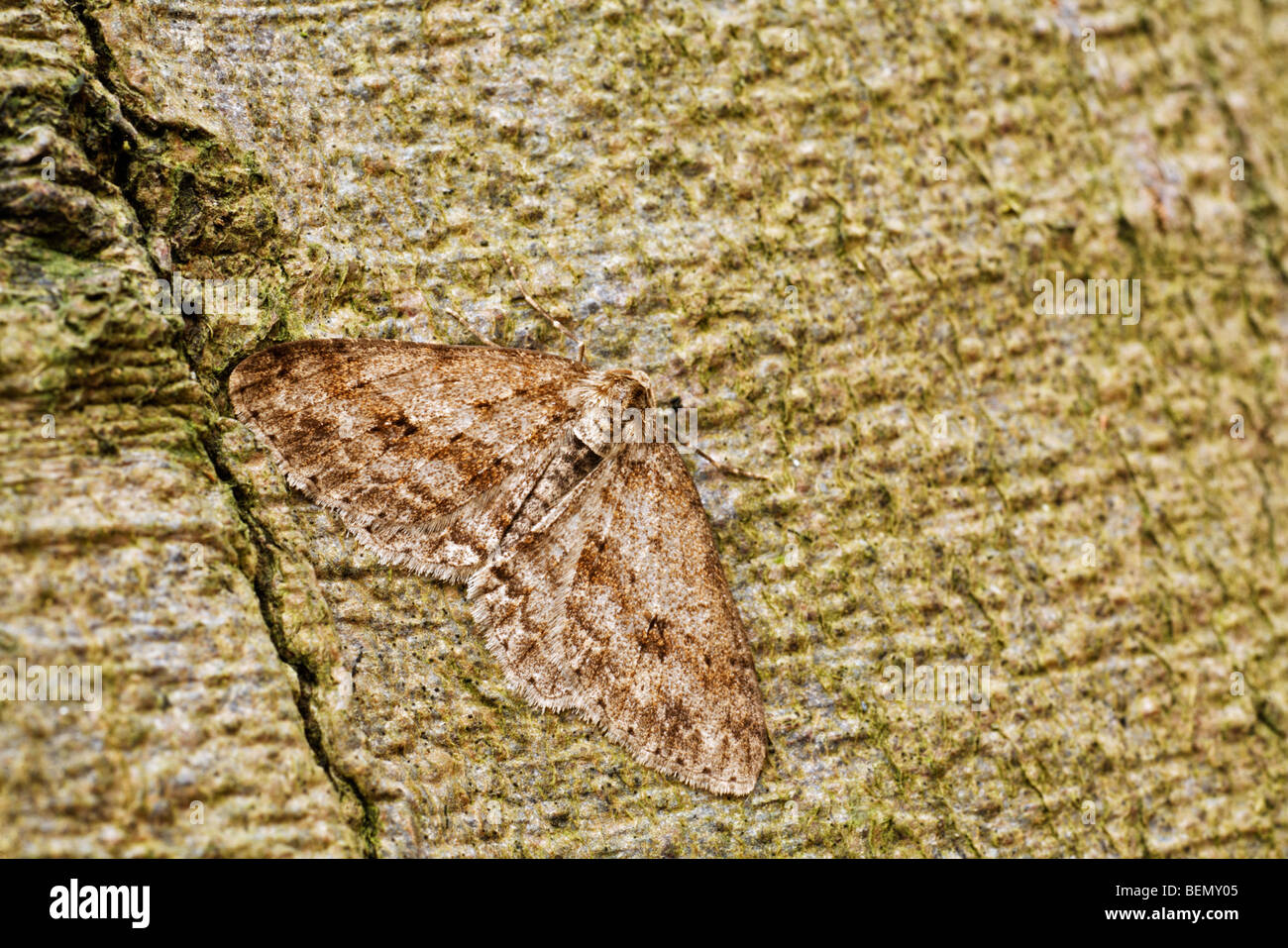 Mottled umber moth (Erannis defoliaria), Belgium Stock Photo - Alamy