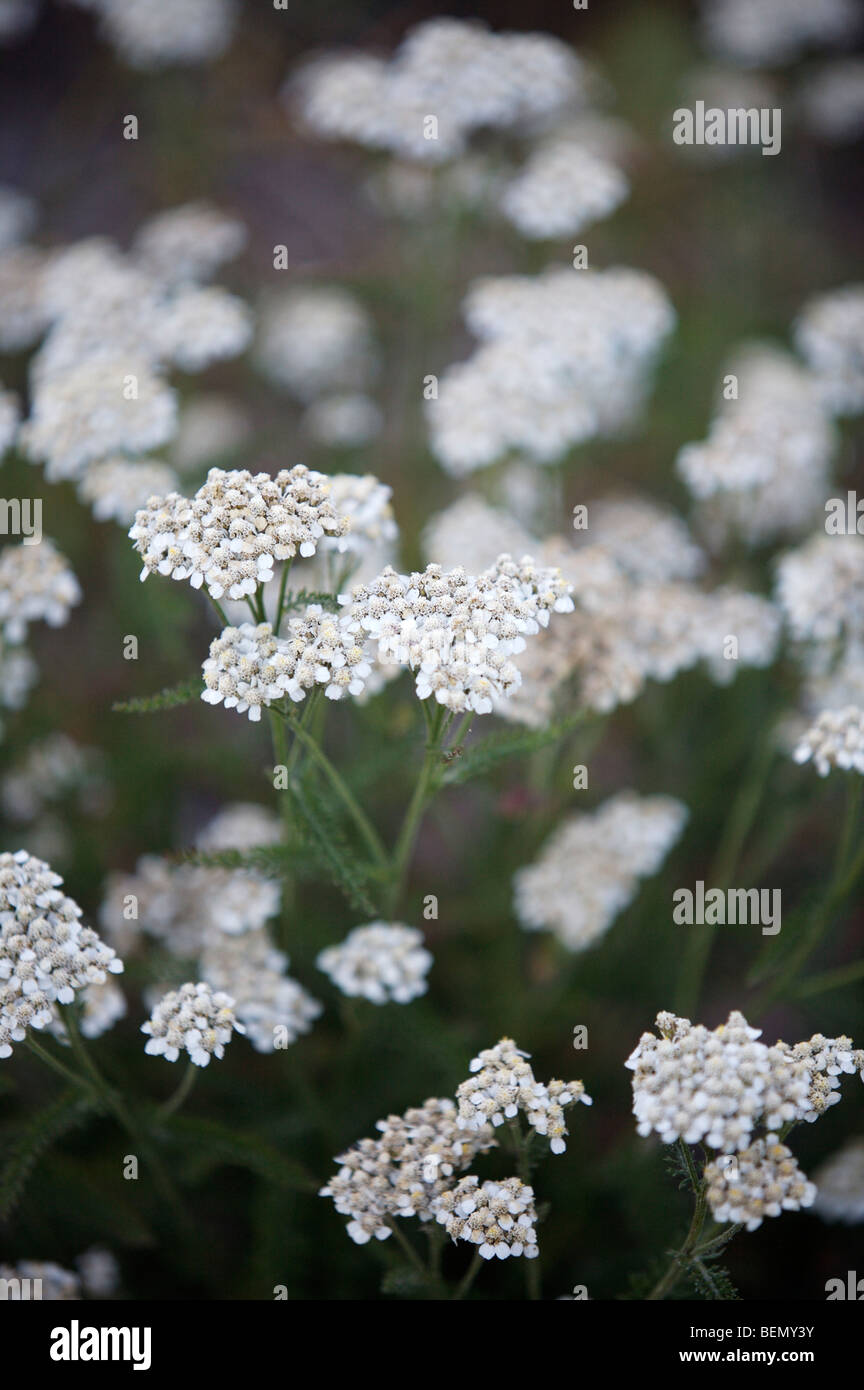 UVIC, Garry Oak Meadow Restoration Project, native yarrow (Achillea ...