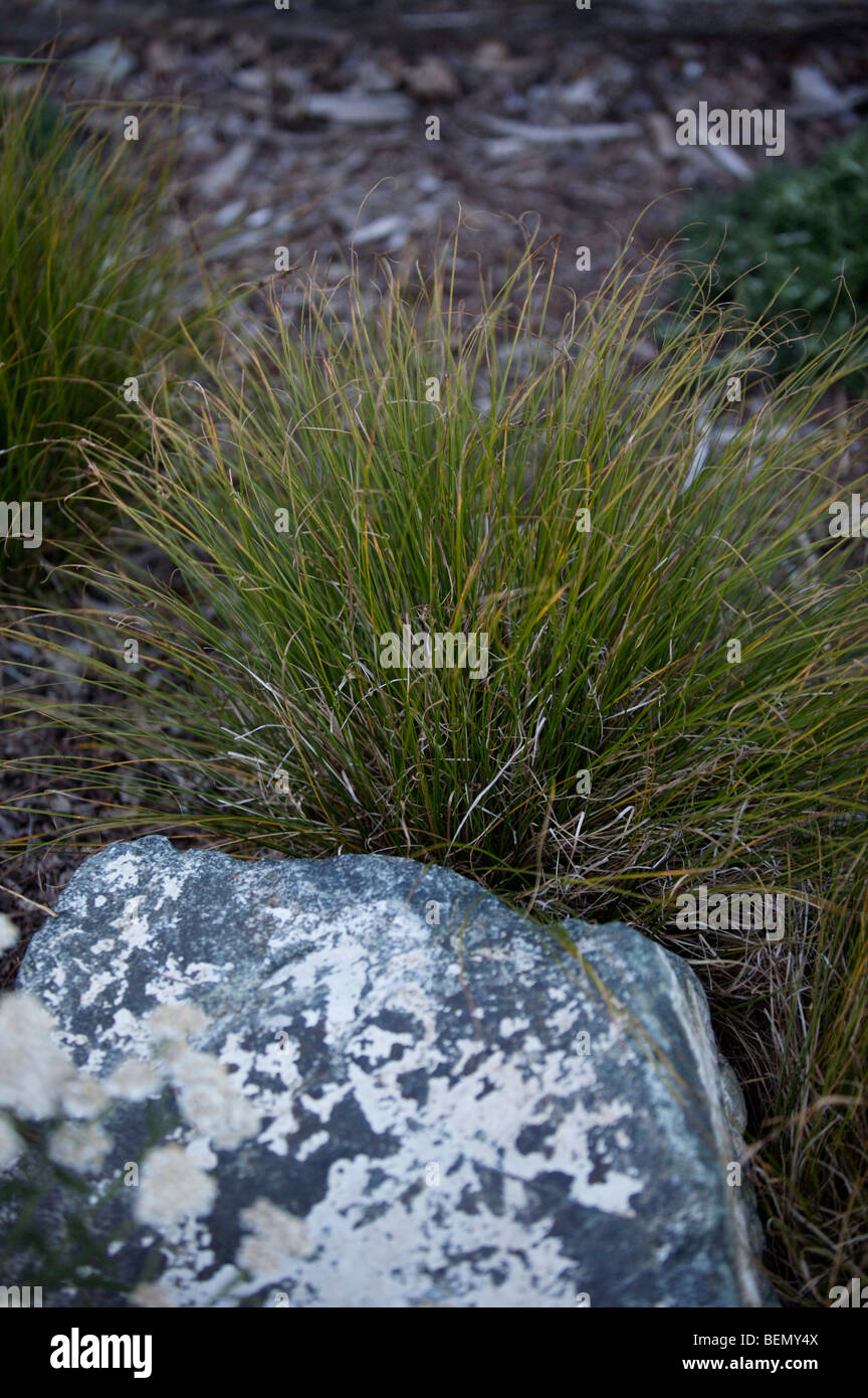 UVIC, Garry Oak Meadow Restoration Project, Long-stoloned sedge (Carex ...